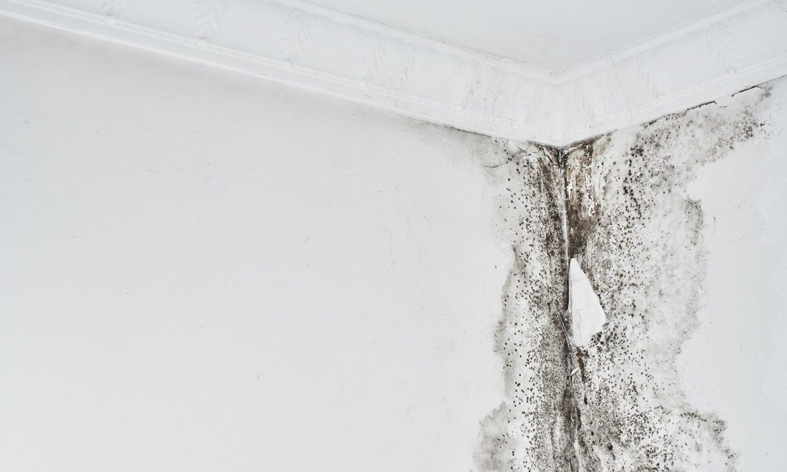 Mold Removal Services MA | Graham Built